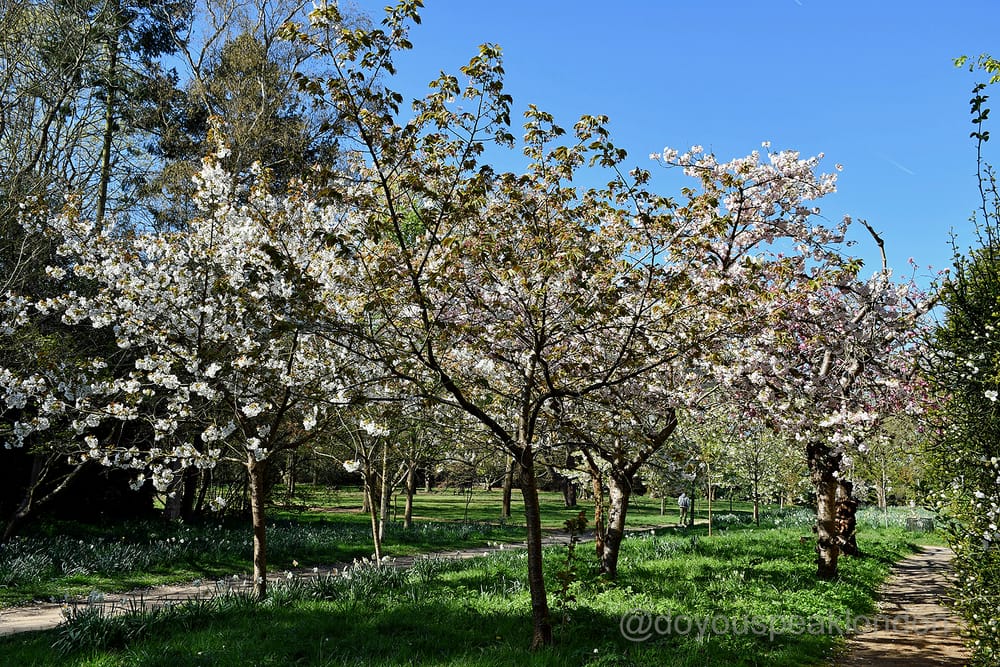 Cannizaro Park: Wimbledon’s best-kept secret!