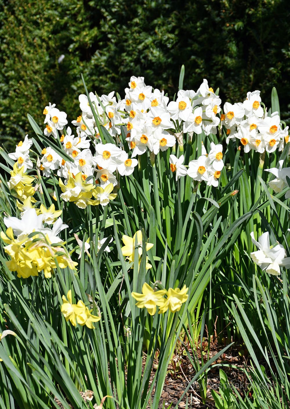 Cannizaro Park: Wimbledon’s best-kept secret!