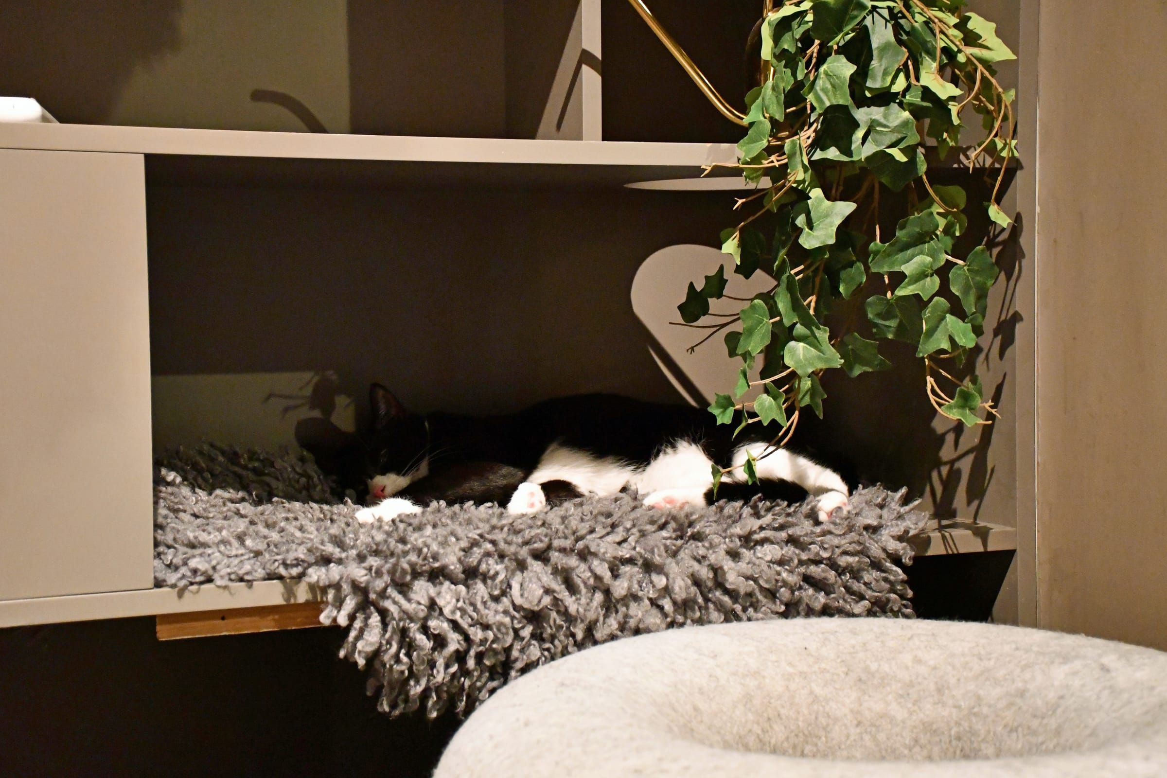 Java Whiskers cat Café: London's most heartwarming escape for cat lovers!