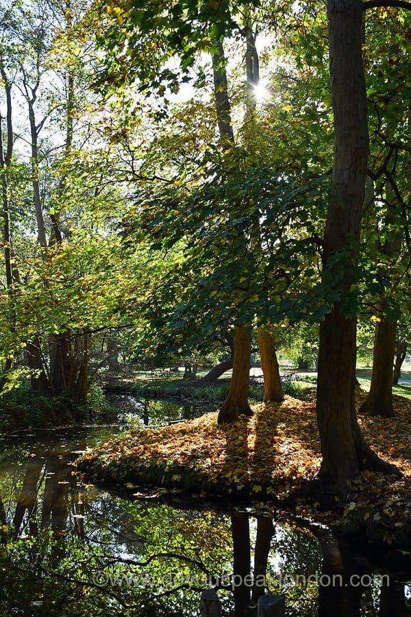 Bushy Park: London’s best-kept nature secret!